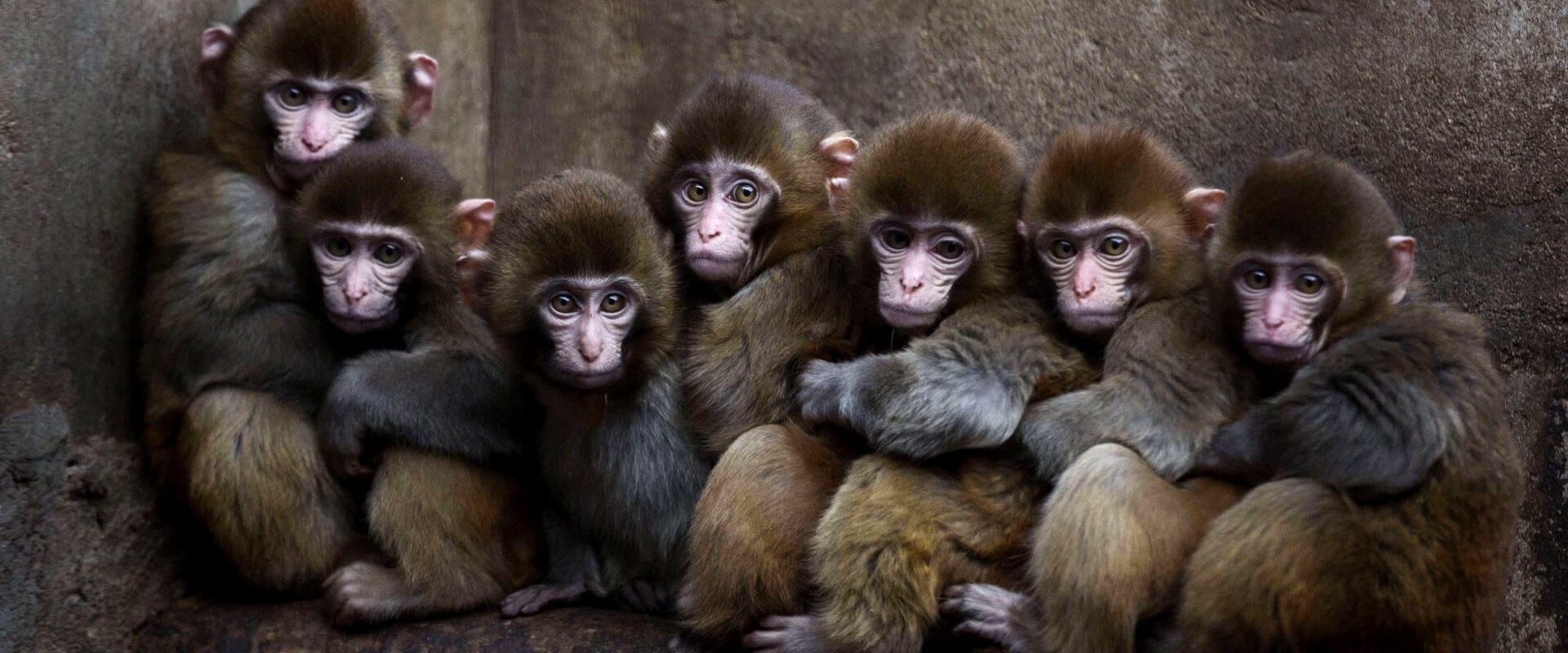 Terra Incógnita - 8 Macacos Numa Sala